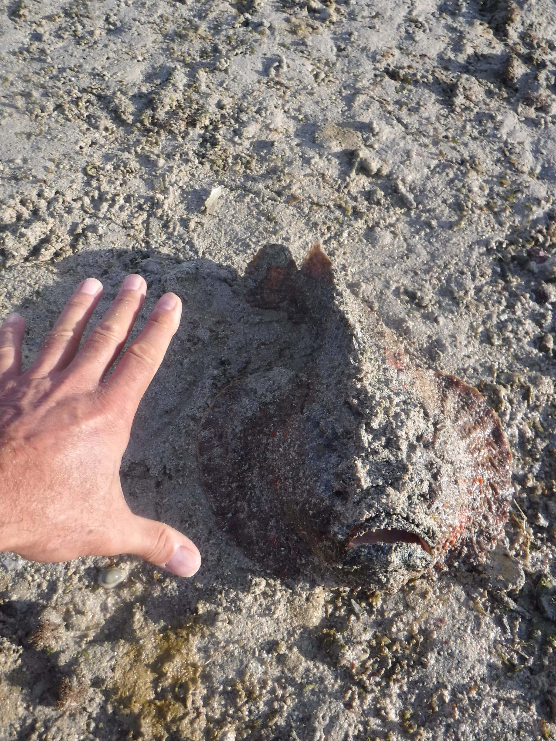 Gefahrliche Tiere Auf Mauritius